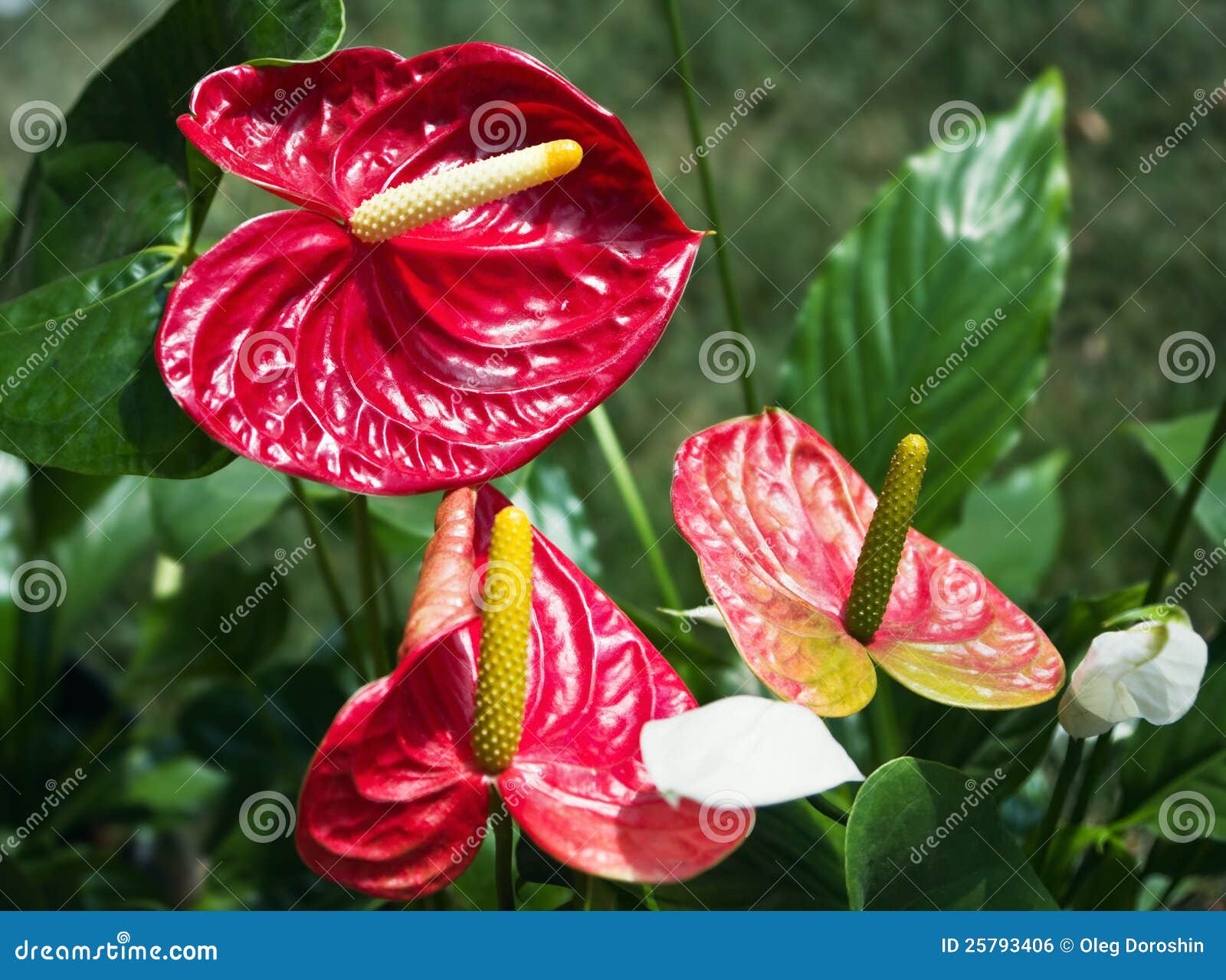 Anthurium Andreanum, Red Anthuriums In Green Leafy Background. Royalty ...