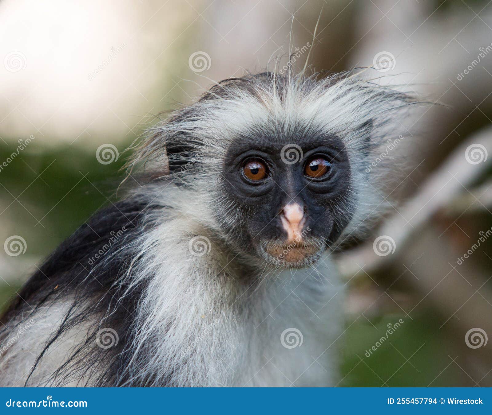 Closeup of Shaggy Red Colobus Monkey Looking at the Camera Stock Photo ... Closeup of Shaggy Red Colobus Monkey Looking at the Camera Stock Photo ...