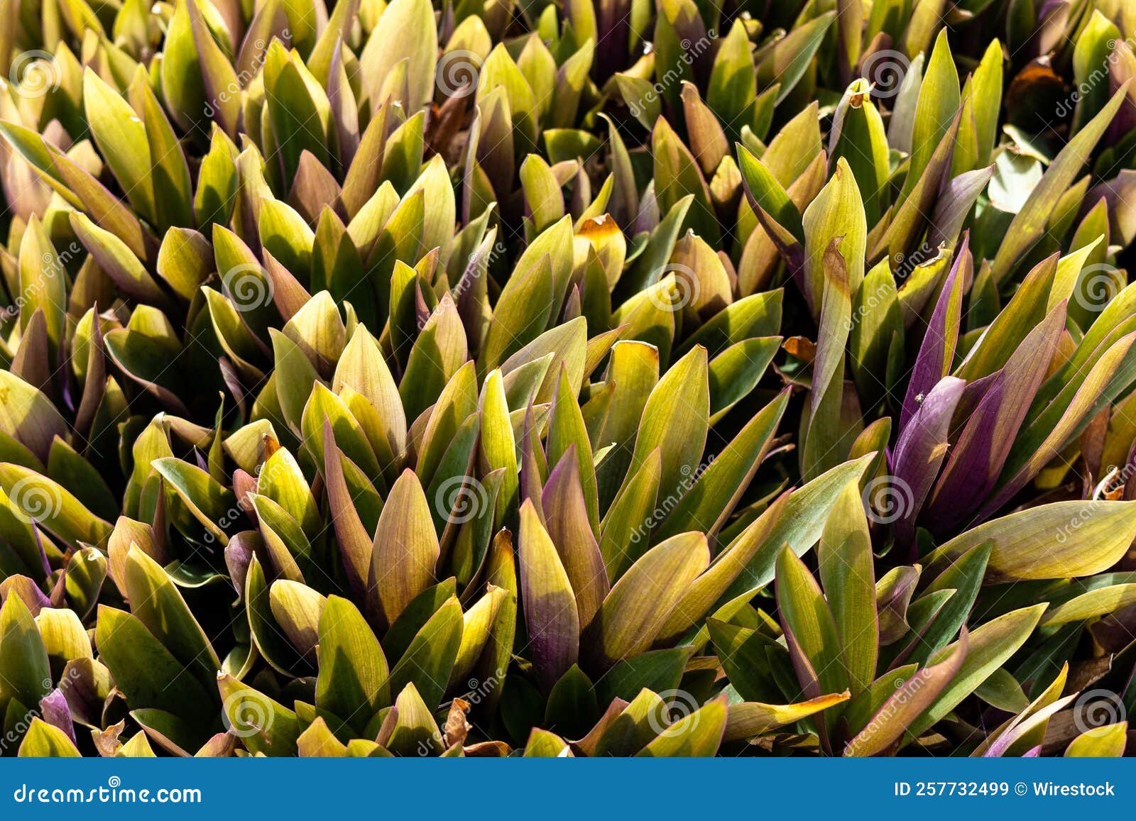 Closeup of Sharp Leaves Under the Sunlight Stock Image - Image of ...