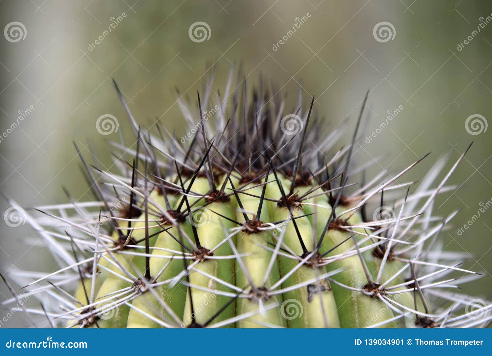 Detail of cactus needles stock image. Image of sharp - 139034901