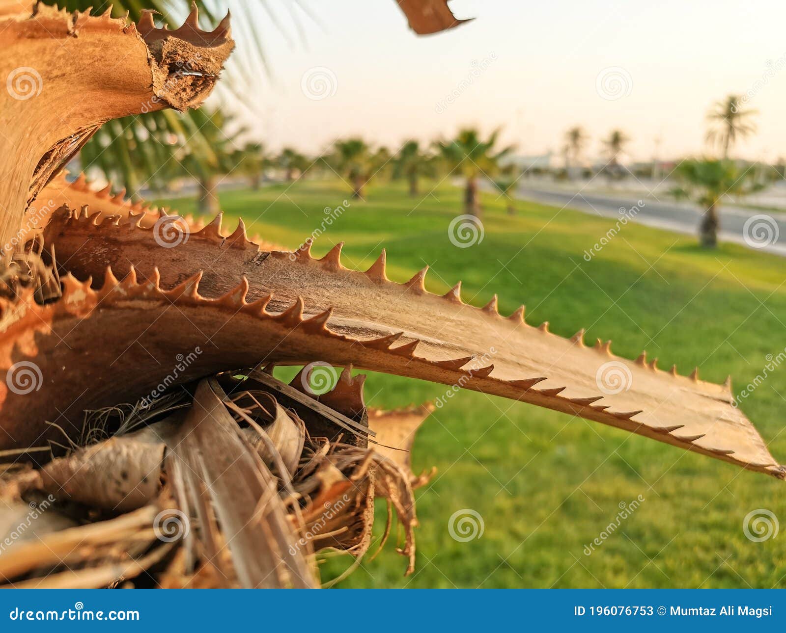 Closeup of Sharp Thorns of a Palm Three and Park in the Background ...