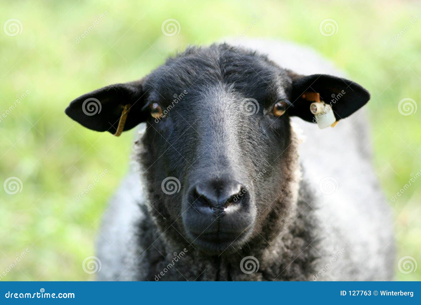 Closeup of a Sheep. stock image. Image of wool, grassland - 127763