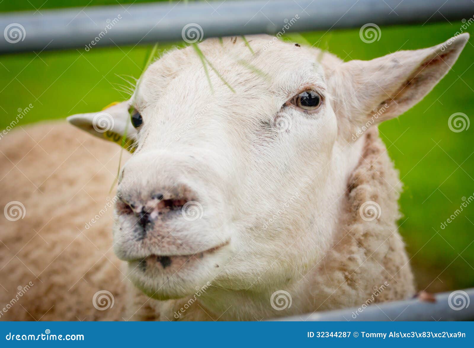 Closeup of a sheep stock image. Image of culture, spring - 32344287