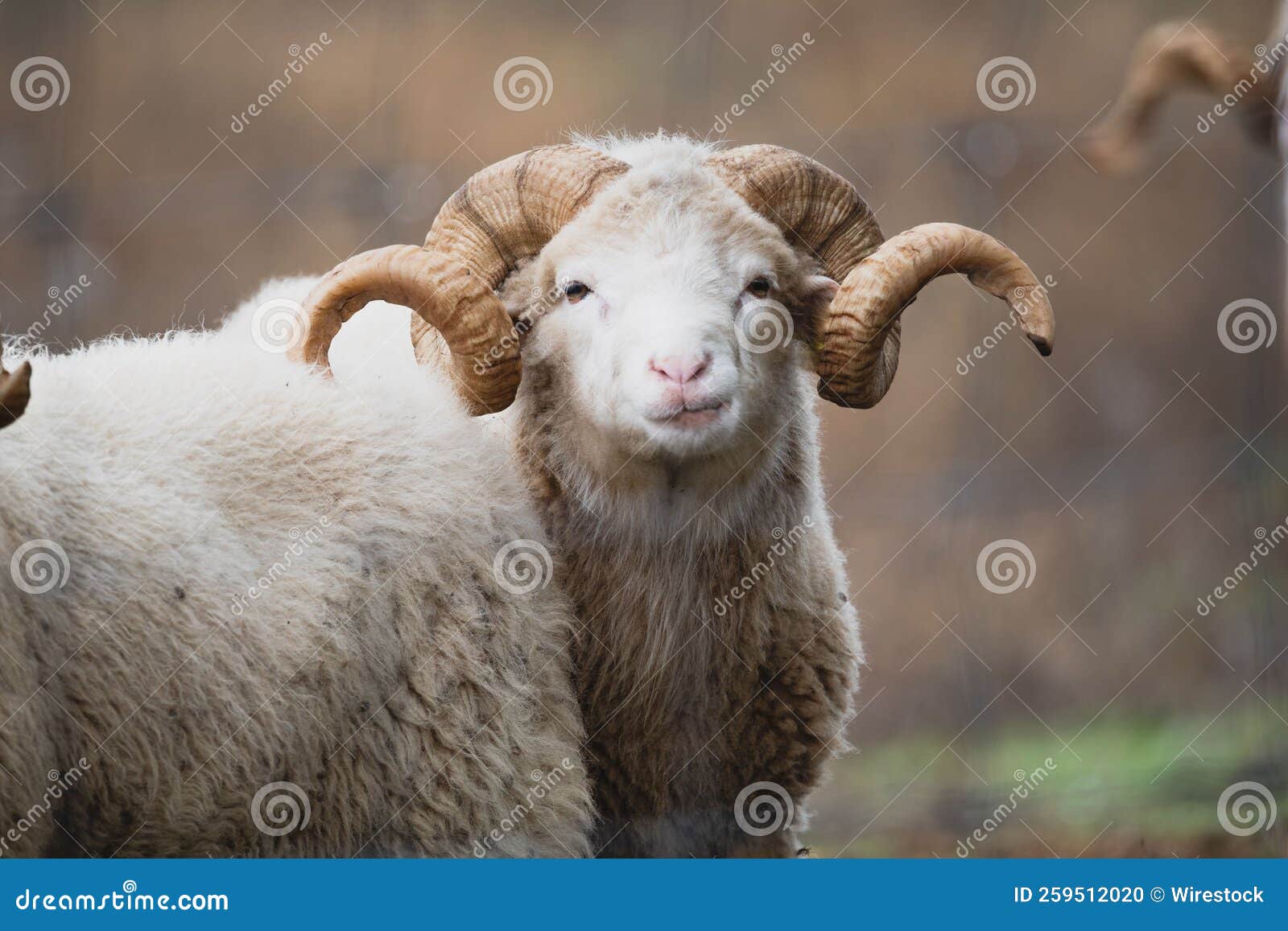 Closeup of Sheep with Horns Looking at Camera Stock Photo - Image of nature, mammal: 259512020