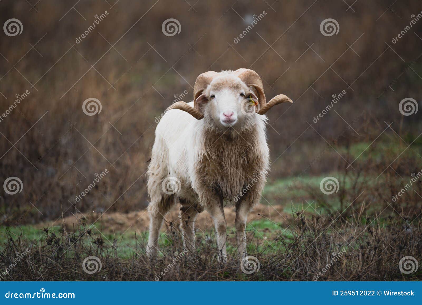 Closeup of Sheep with Horns Looking at Camera Stock Photo - Image of ...