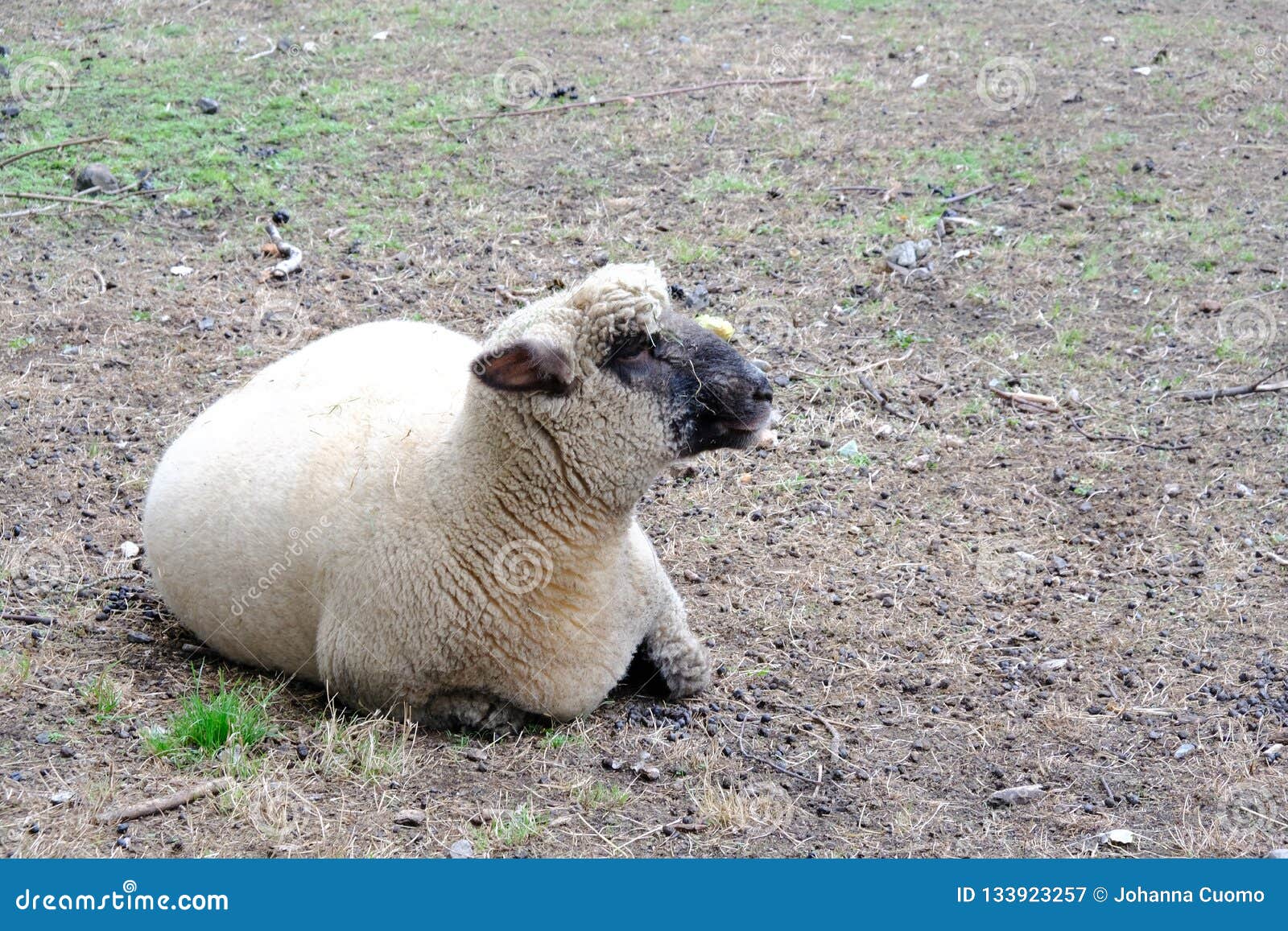 Closeup of a Sheep Lying Down on the Ground Stock Image - Image of ...