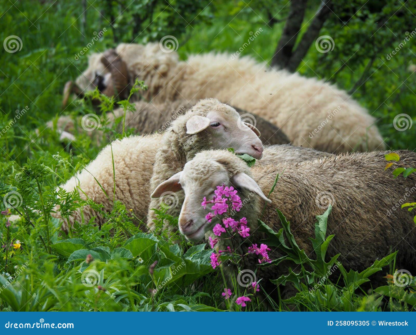 Closeup of Sheep Lying on Grassy Ground Stock Image - Image of grazing ...