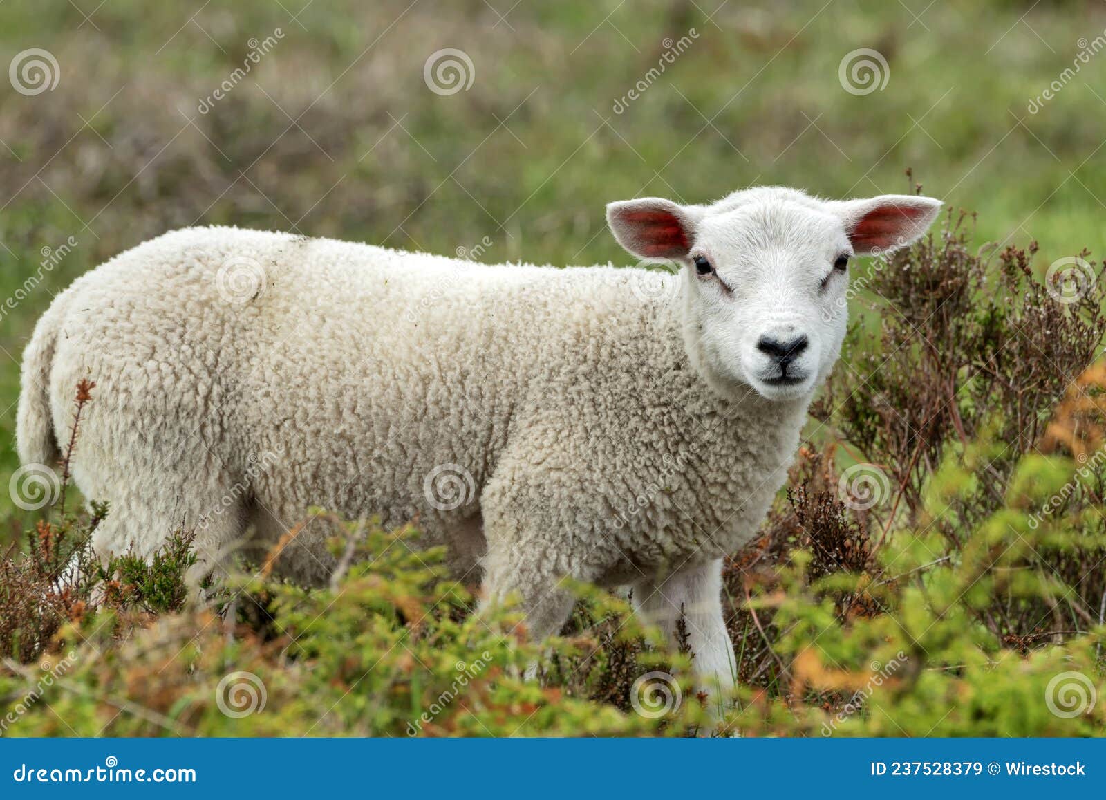 Closeup of a Sheep Standing on the Ground Stock Image - Image of ...