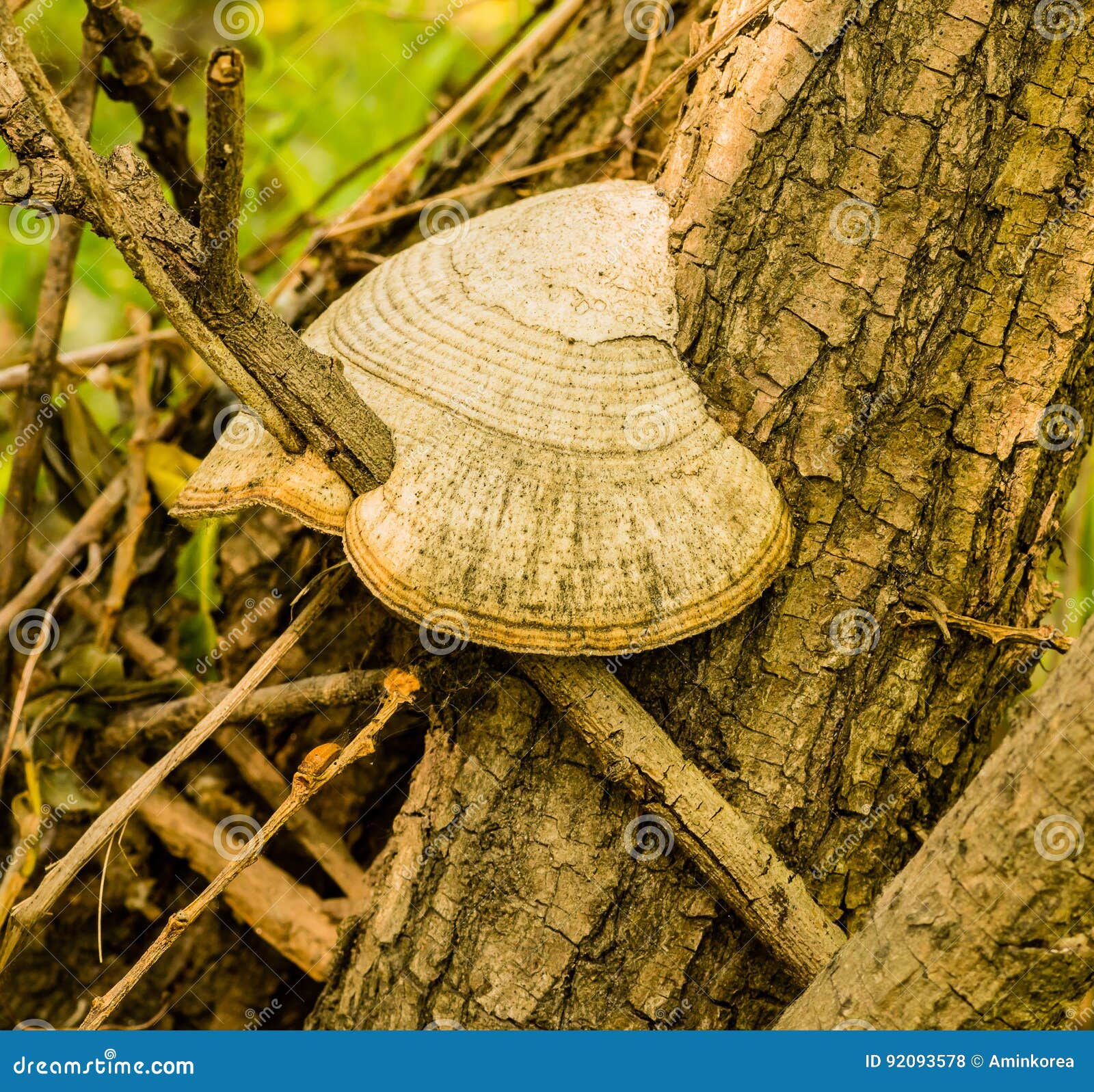 Closeup of Shelf Mushroom on Side of Tree Stock Photo - Image of food ...