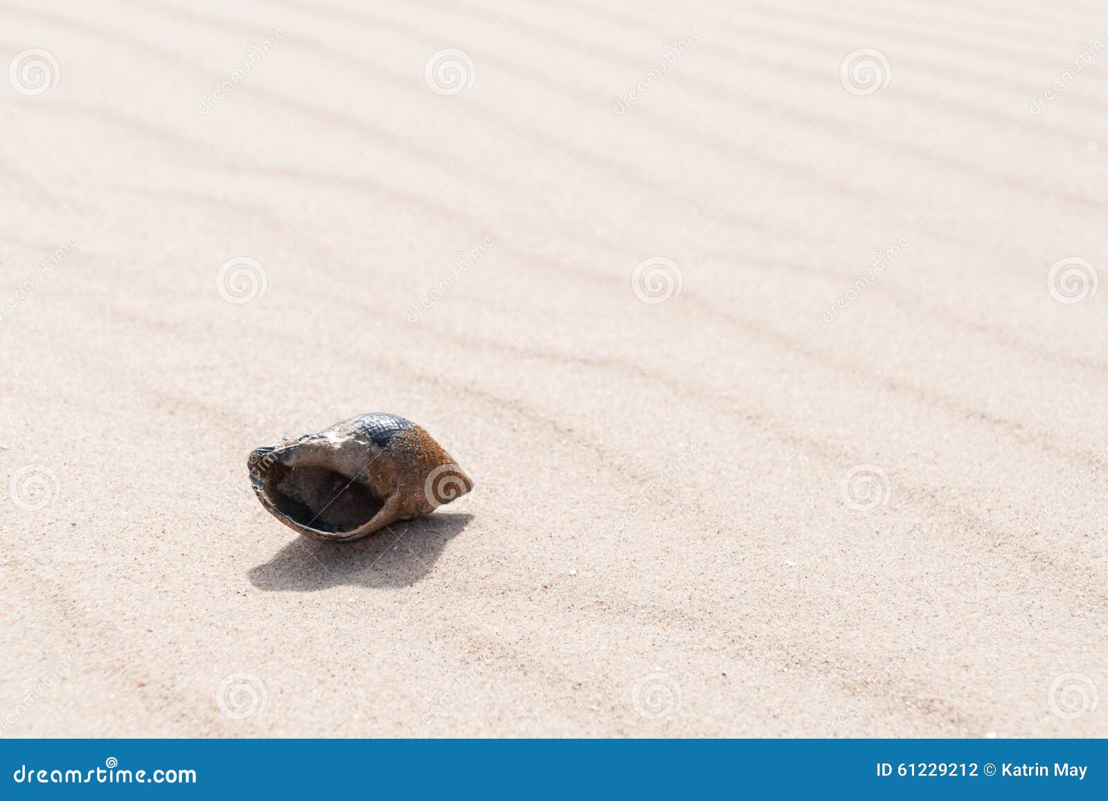 Closeup of the Shell of Common Whelk, Bucchinum Undatum Stock Photo ...