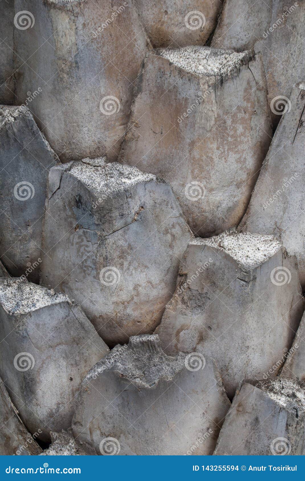 Closeup of Shell Palm Trees Stock Photo - Image of bark, brown: 143255594