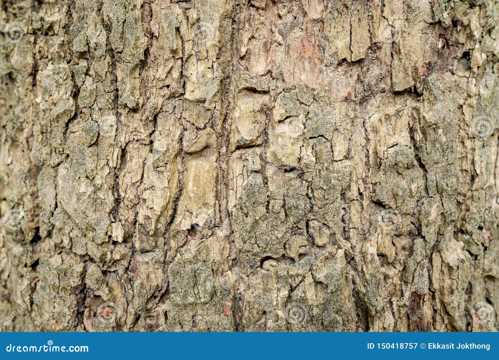 Closeup of the Shell Surface of the Tree. See the Pattern Clearly Stock ...