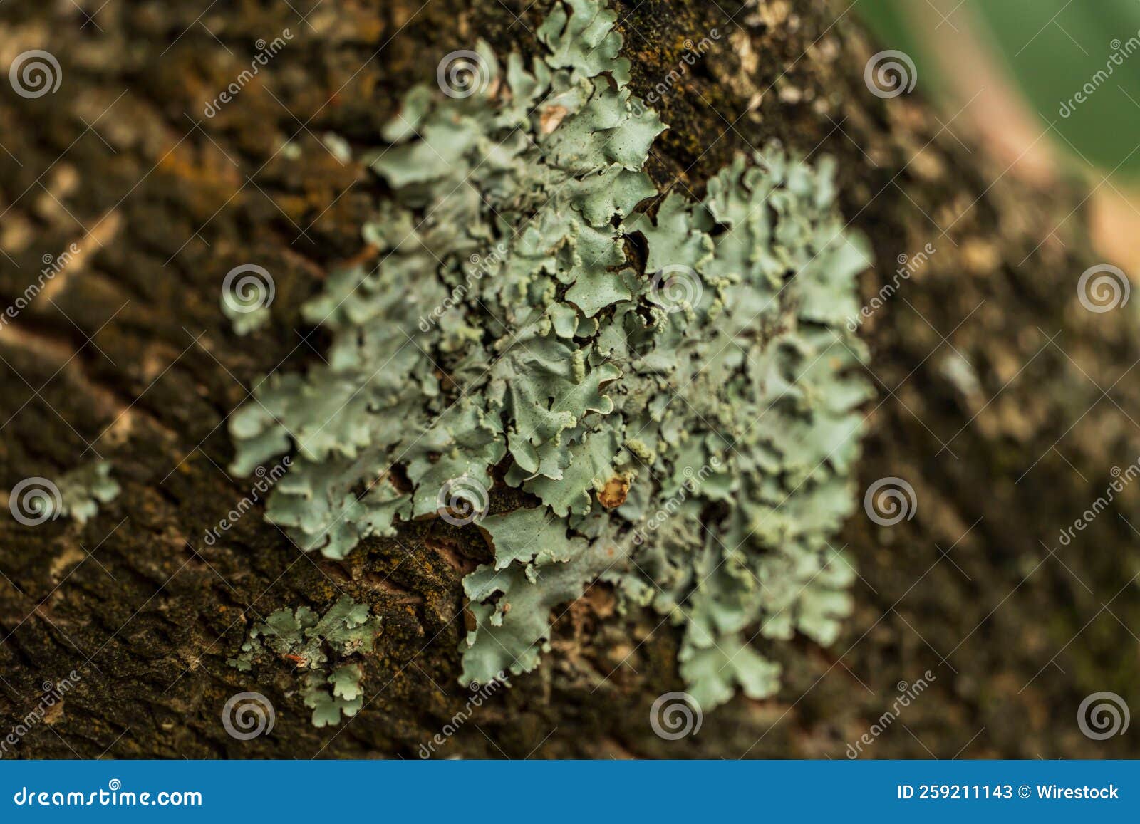 Closeup of Shield Lichens Growing on a Tree Trunk Stock Image - Image ...