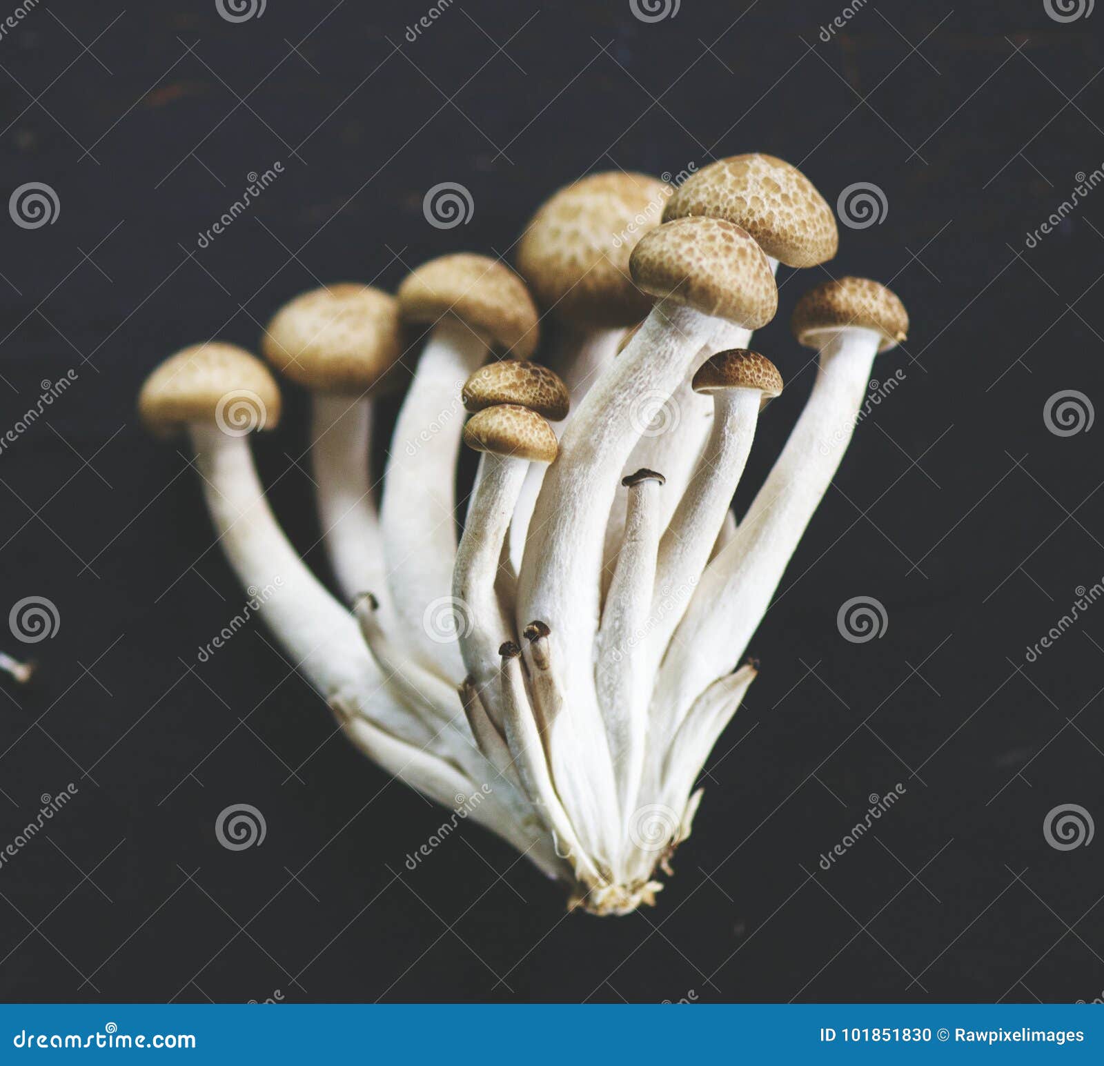 Closeup of Shimeji Mushroom Stock Photo - Image of shimeji, background ...