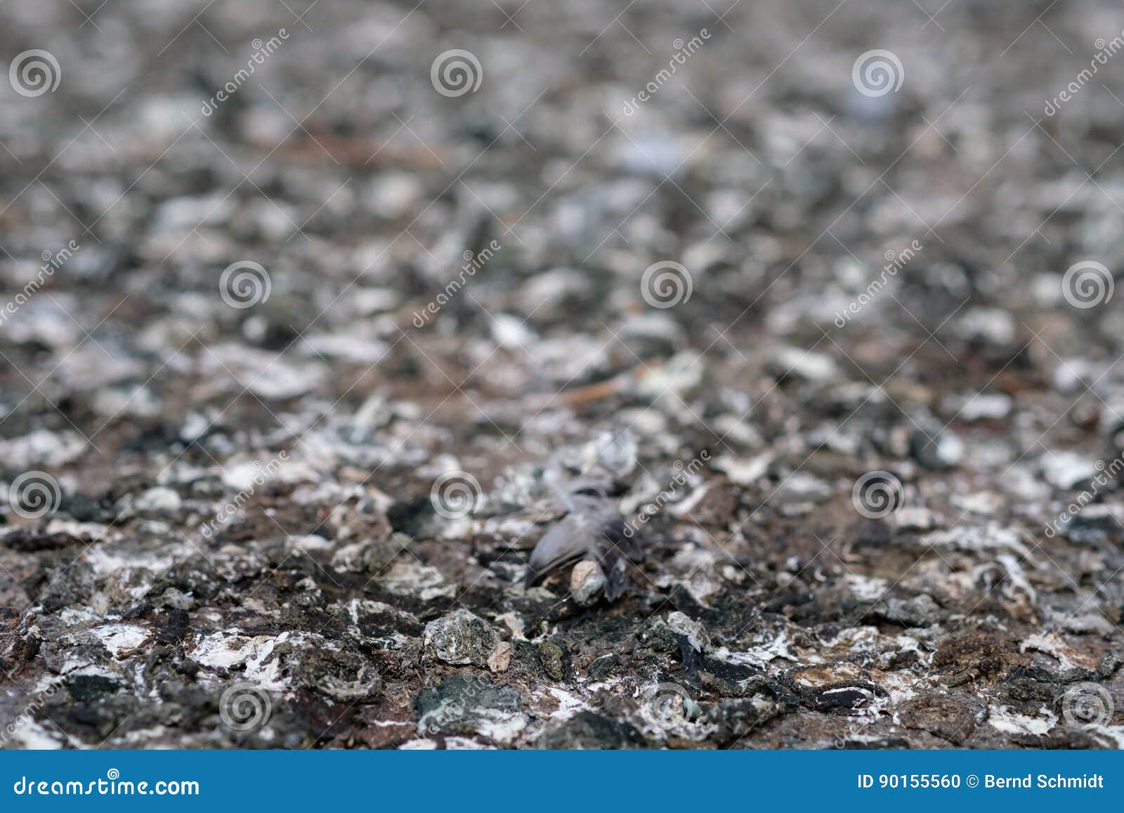 Closeup of shit from doves stock photo. Image of organical - 90155560