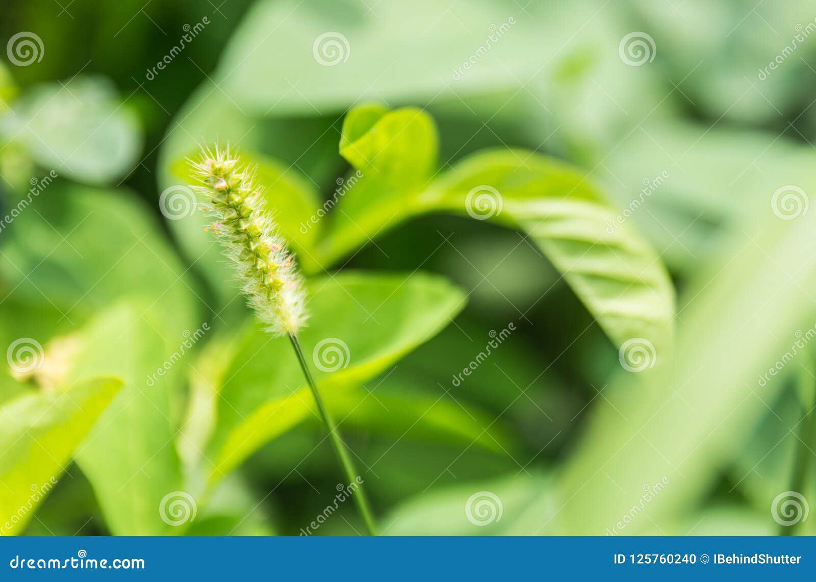 A Closeup Shoot of Grass Fruit Stock Photo - Image of fringe, crowfoot ...