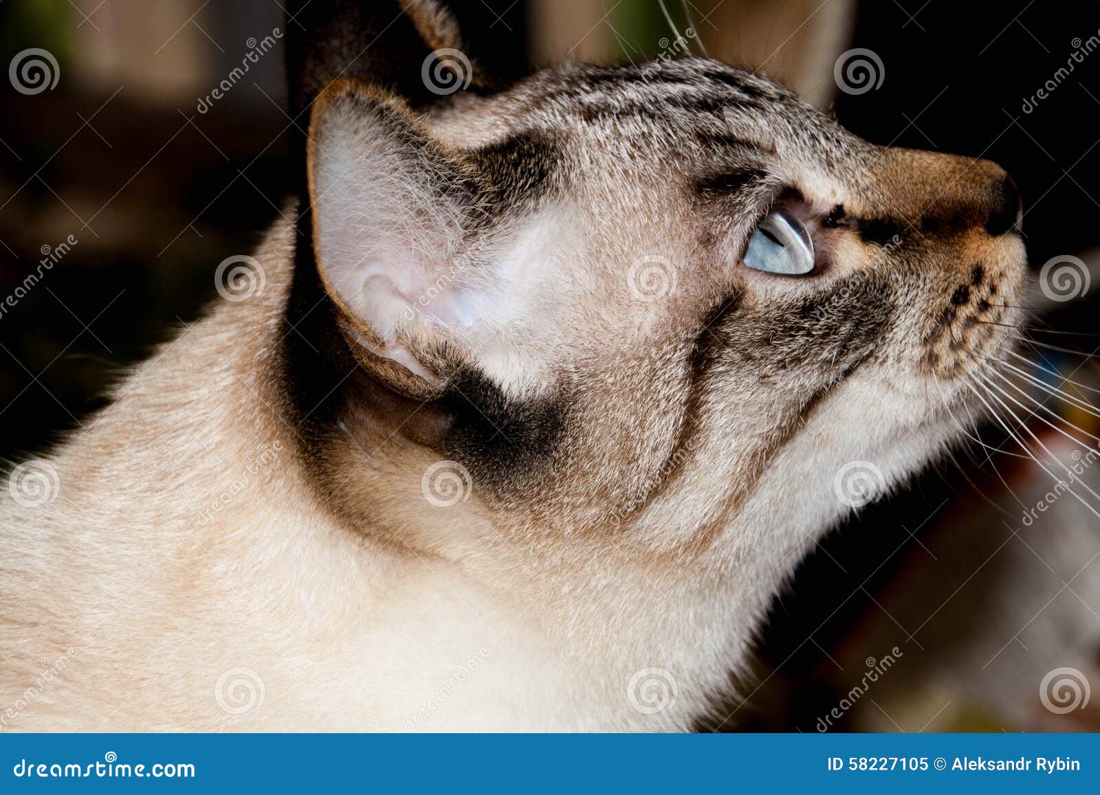 Closeup Of Short-nosed Tripodfish (Triacanthus Biaculeatus) Pile ...
