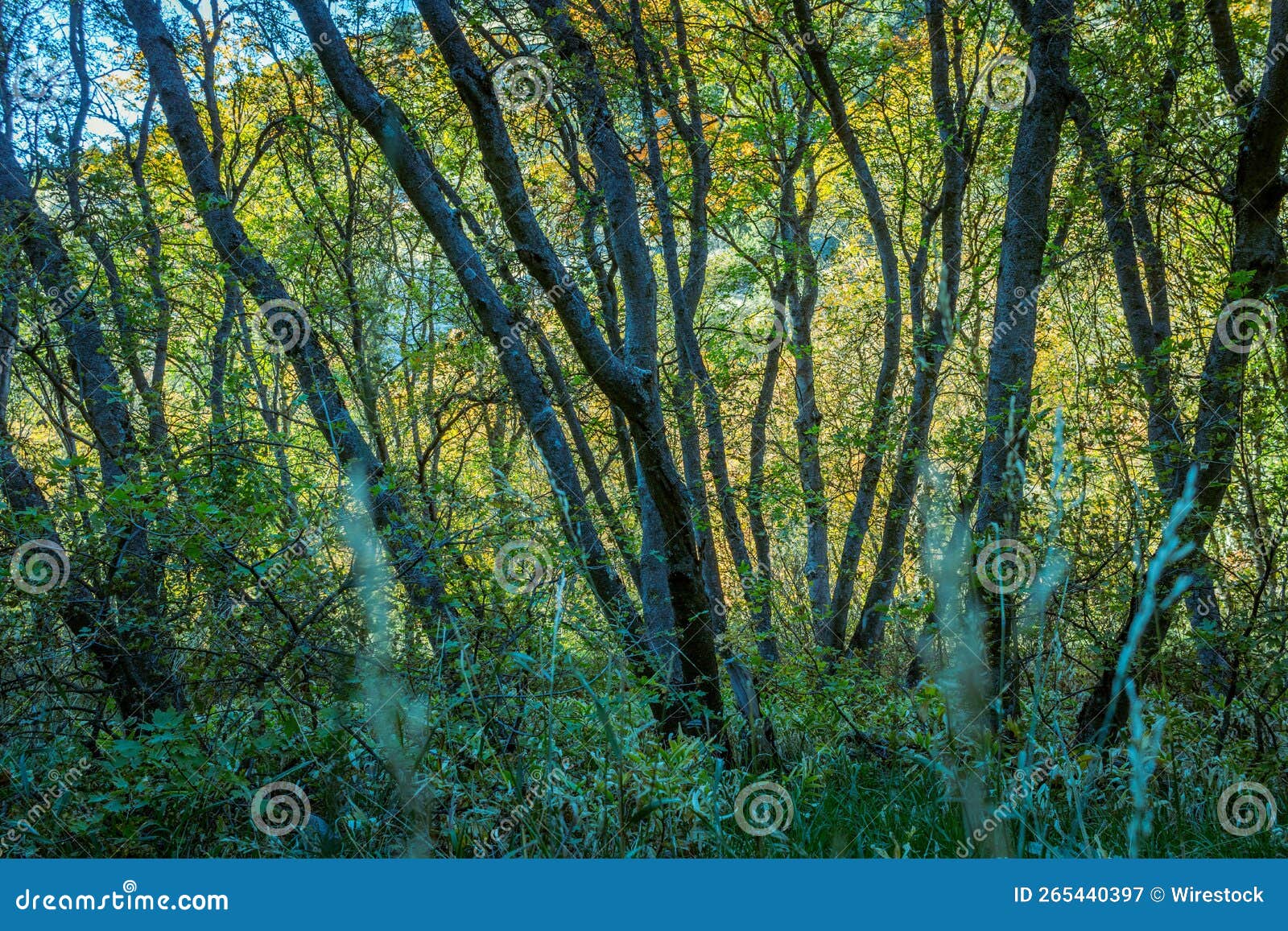 Closeup of Short Tree Trunks in a Dense Forest during Springtime Stock ...