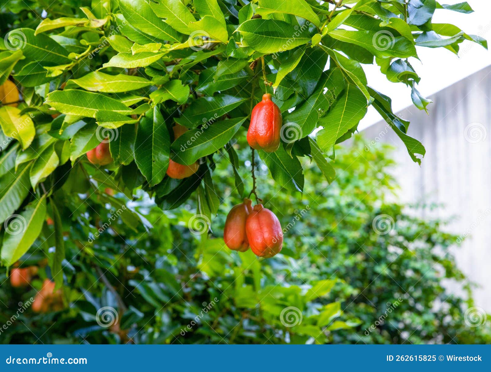 Closeup Shot of Ackee Fruit Growing on a Tree Stock Image - Image of ...