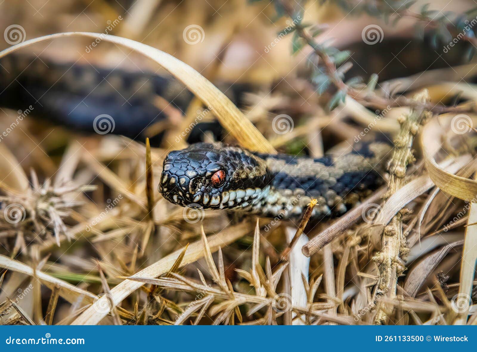 Closeup Shot of an Adder Snake in Dried Plants Stock Photo - Image of ...
