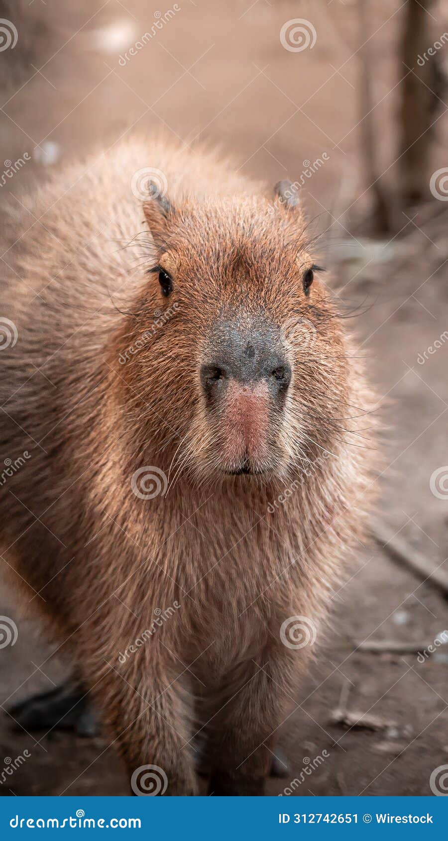 Closeup Shot of an Adorable Light Brown Capybara Stock Image - Image of ...
