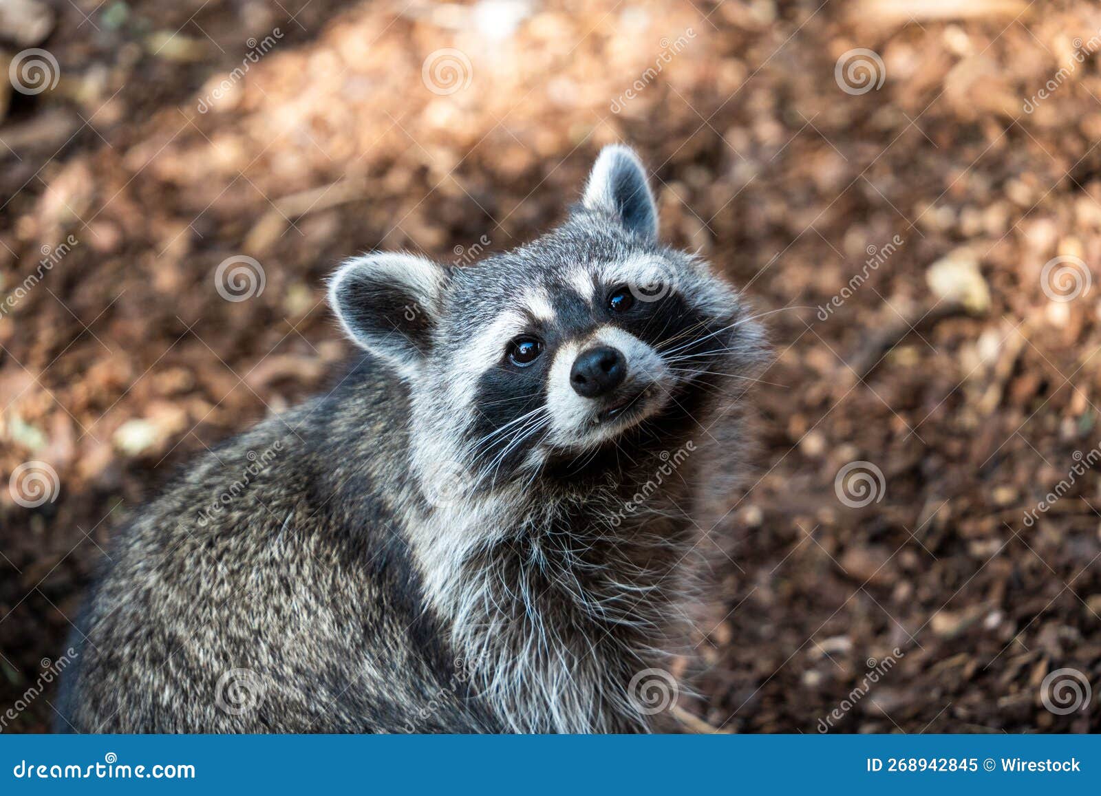 Closeup Shot of an Adorable Raccoon Looking at the Camera Stock Image ...