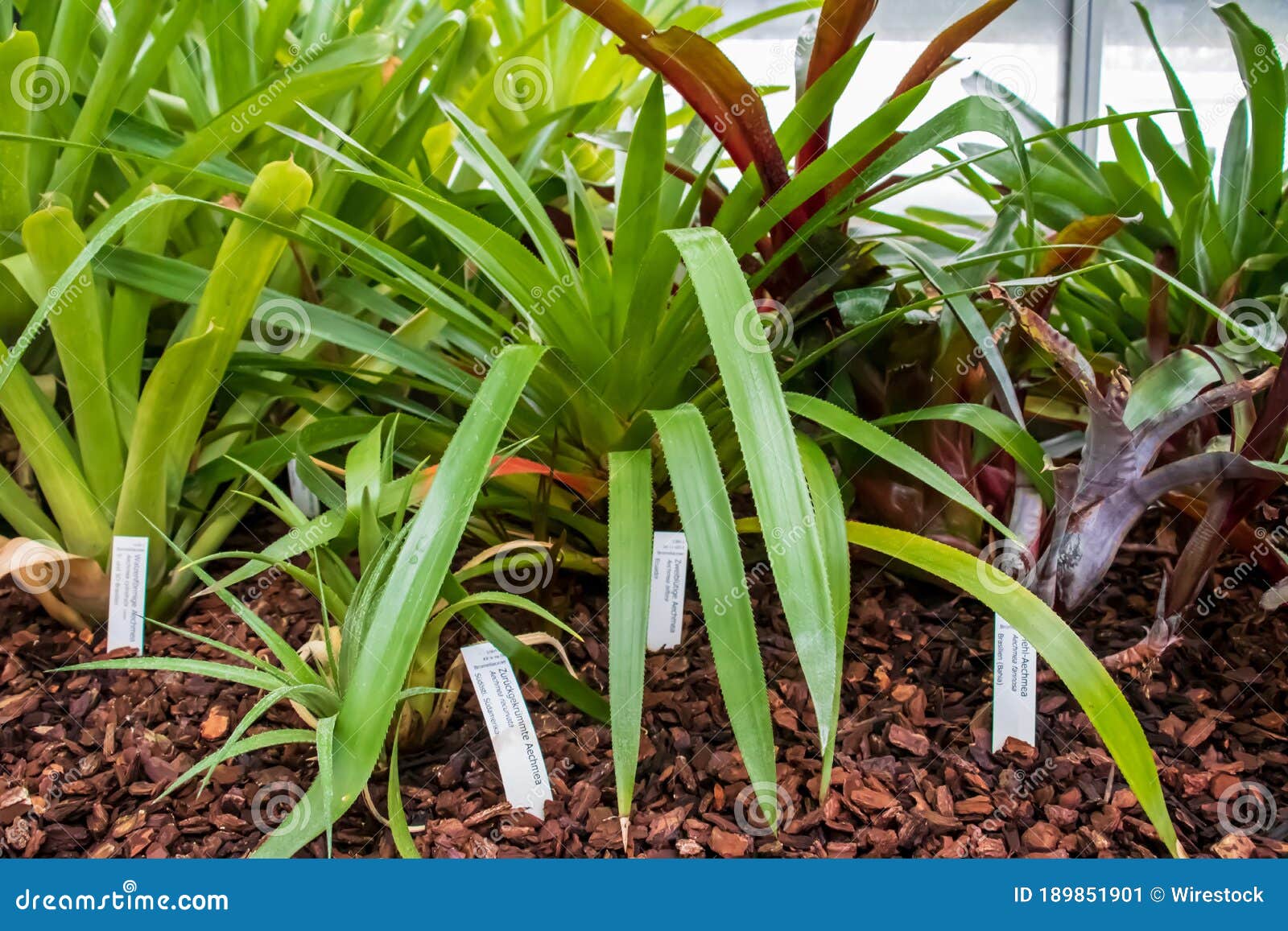Closeup Of Aechmea Gamosepala, Bromeliad Flower In Pink Purple E ...