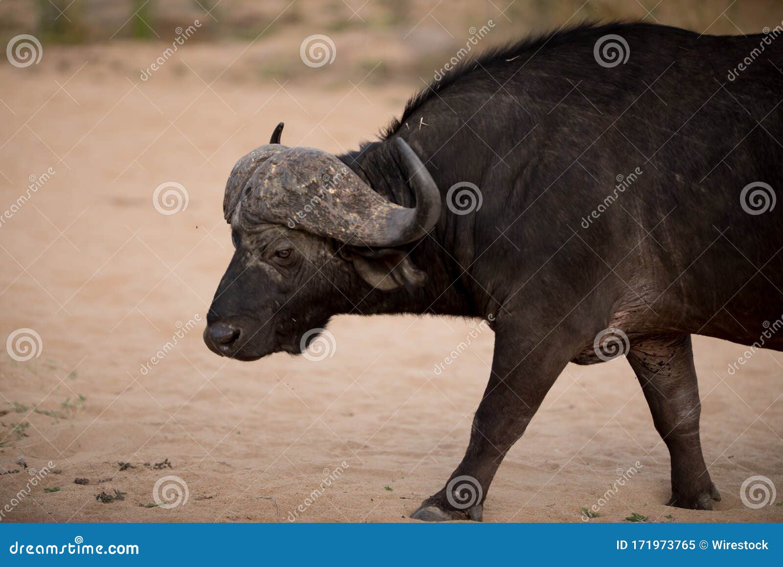 Closeup Shot of an African Buffalo Walking on a Sandy Ground Stock ...
