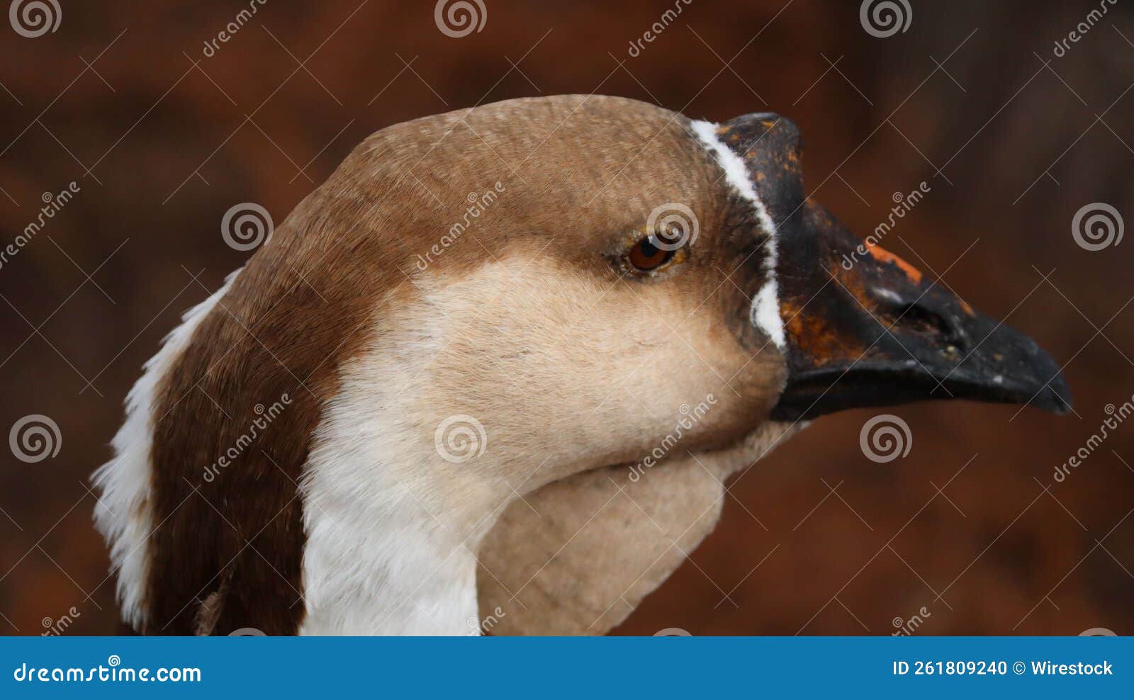 Closeup Shot of African Goose Head Stock Photo - Image of head ...