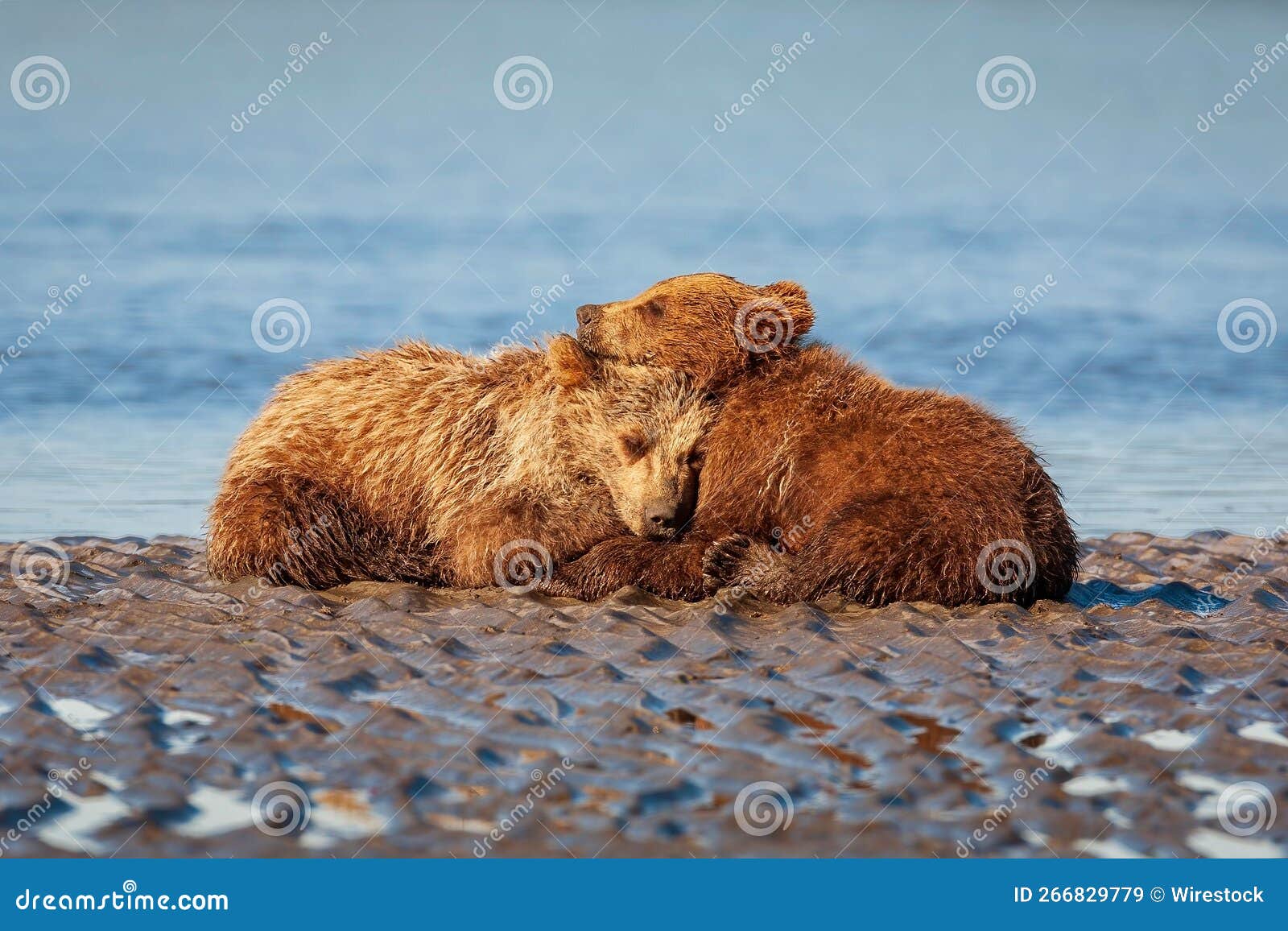 Closeup Shot of Alaska Brown Bears Hugging Each Other Stock Image ...