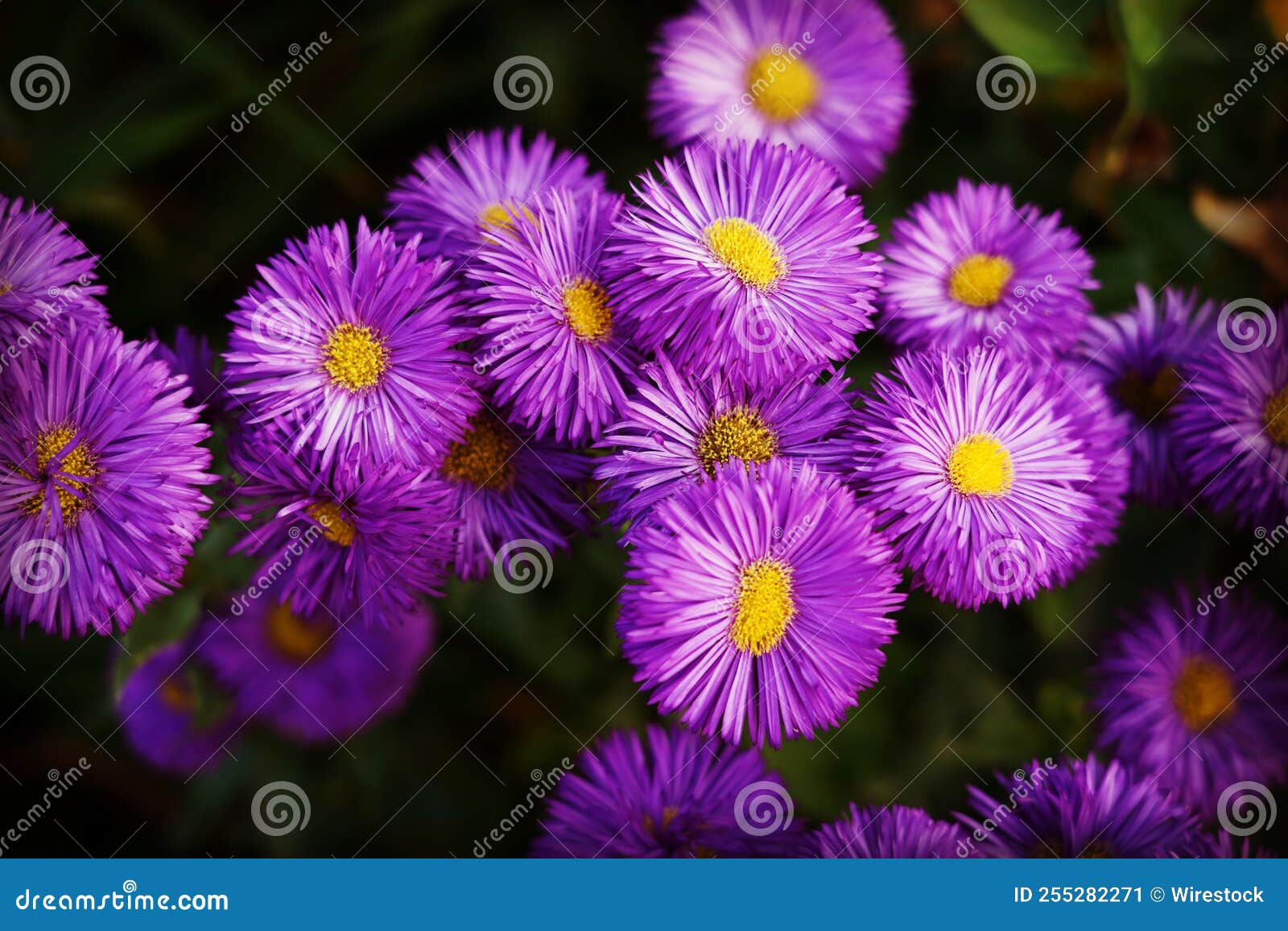 Closeup Shot of Alpine Asters Under Sunlight Stock Image - Image of summer, blurred: 255282271