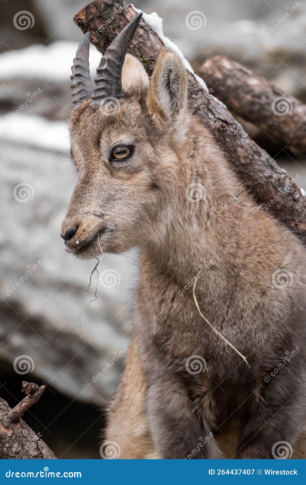 Closeup Shot of Alpine Ibex Baby (Capra Ibex) Stock Image - Image of ...