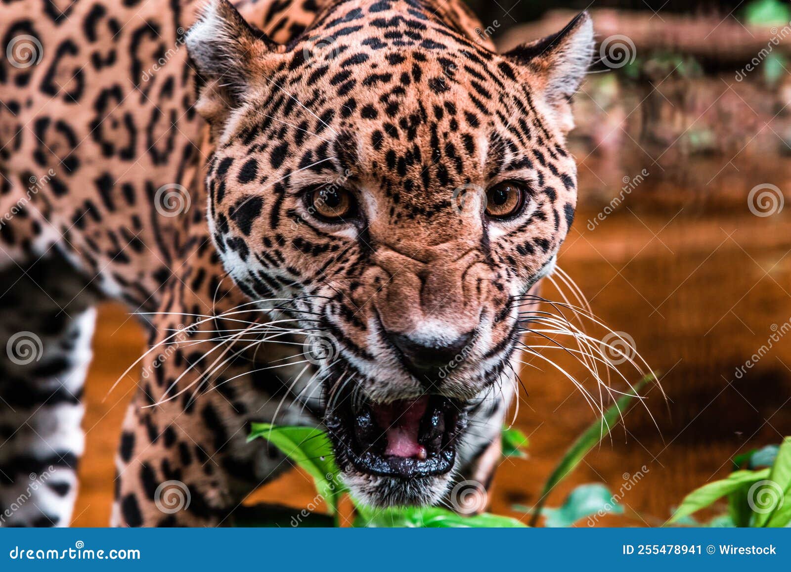Closeup Shot of an Amazonian Jaguar with an Open Mouth and Blurred ...