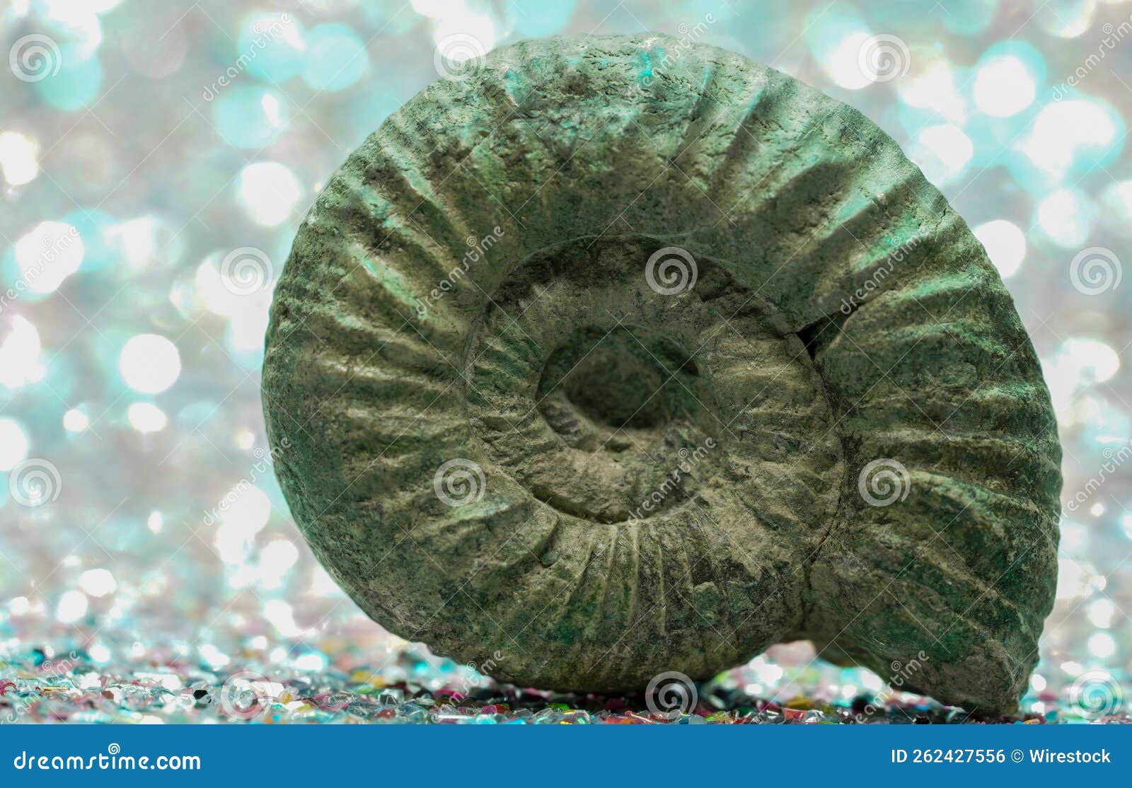 Ammonite And Nautilus Shells Royalty-Free Stock Photo | CartoonDealer ...