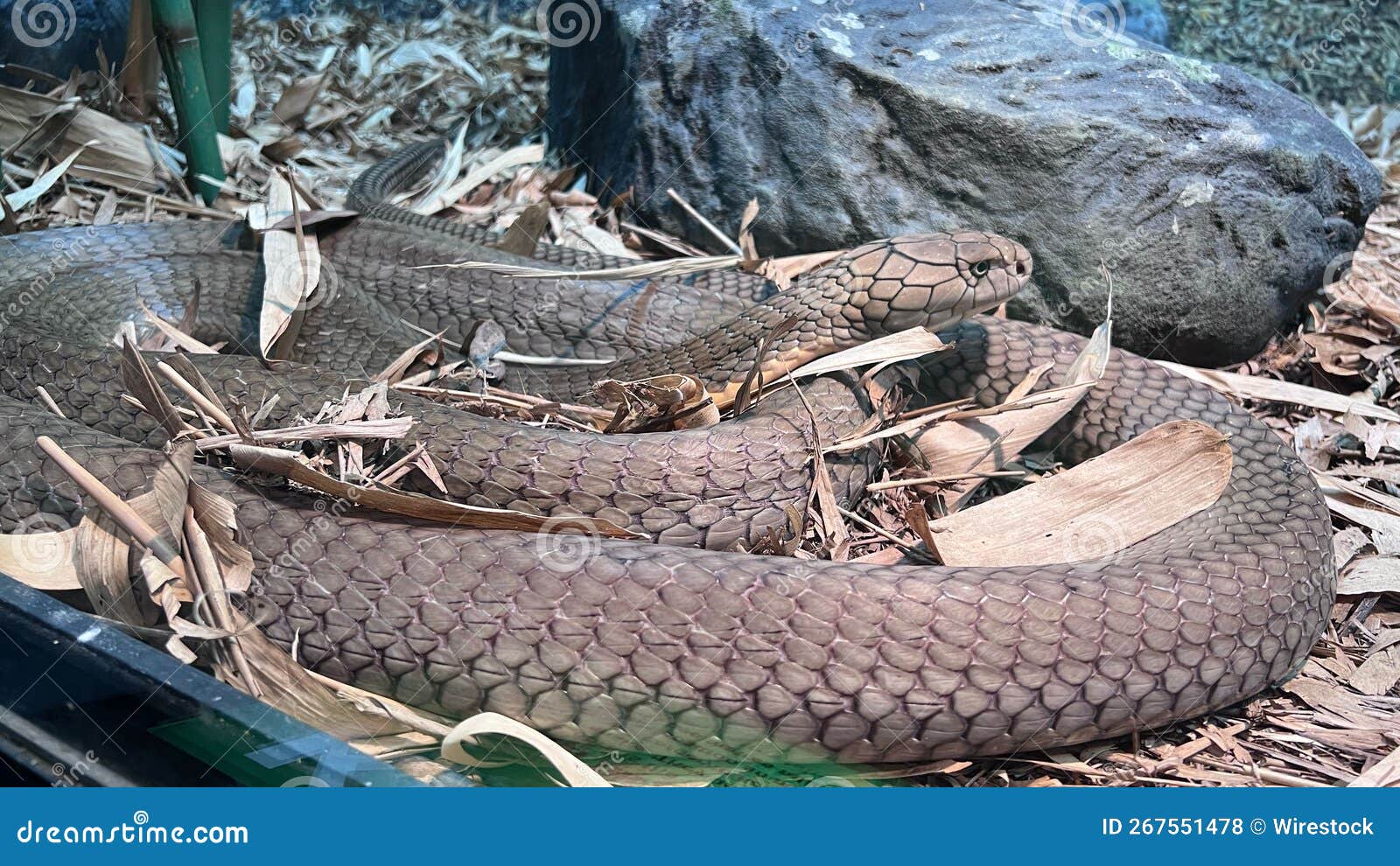 Closeup Shot of the Anaconda Snake Stock Photo - Image of ecology ...