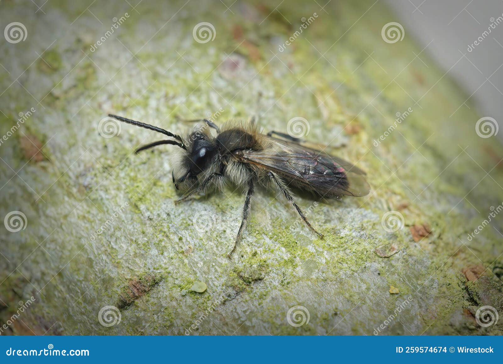 Closeup Shot of a Andrena Mitis on a Plant Stock Photo - Image of ...