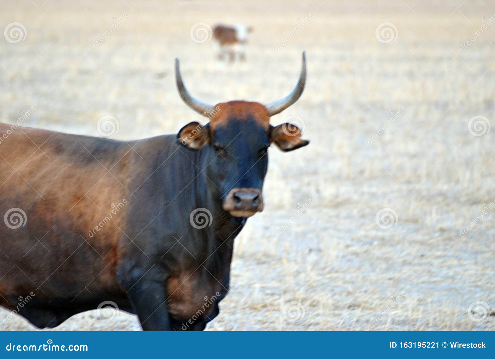 Closeup Shot of an Angry Bull in the Middle of a Field Stock Image ...