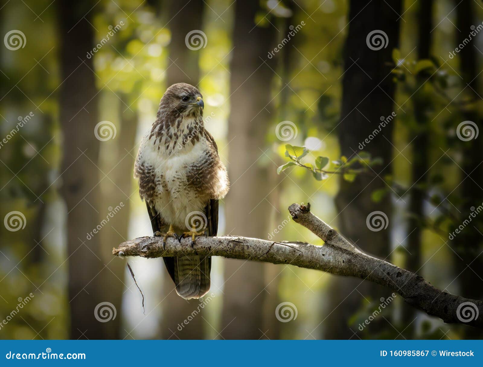 Angry Hawk Stock Photos - Download 940 Royalty Free Photos
