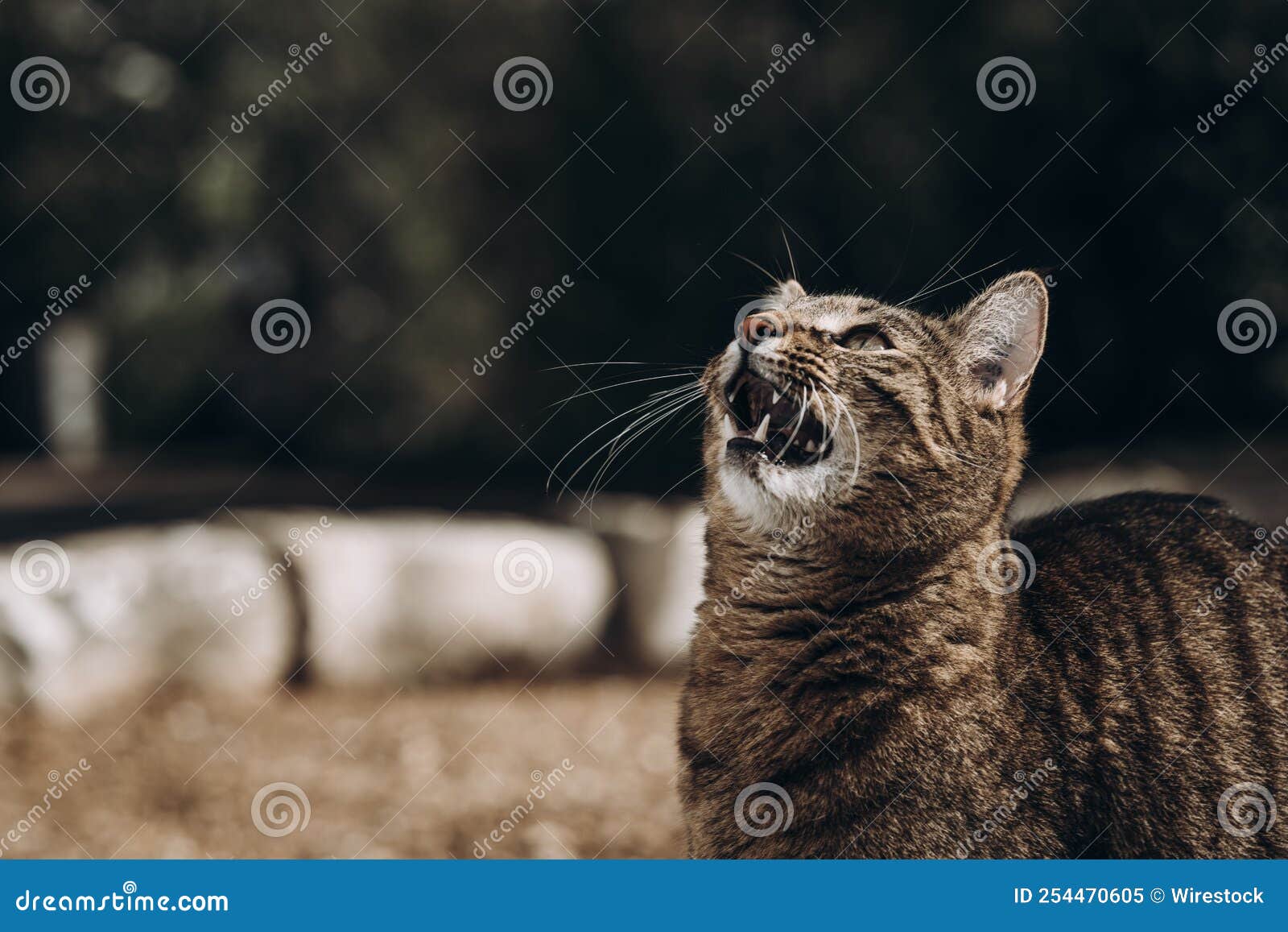 Closeup Shot of an Angry Tabby Cat Stock Image - Image of teeth, wild ...