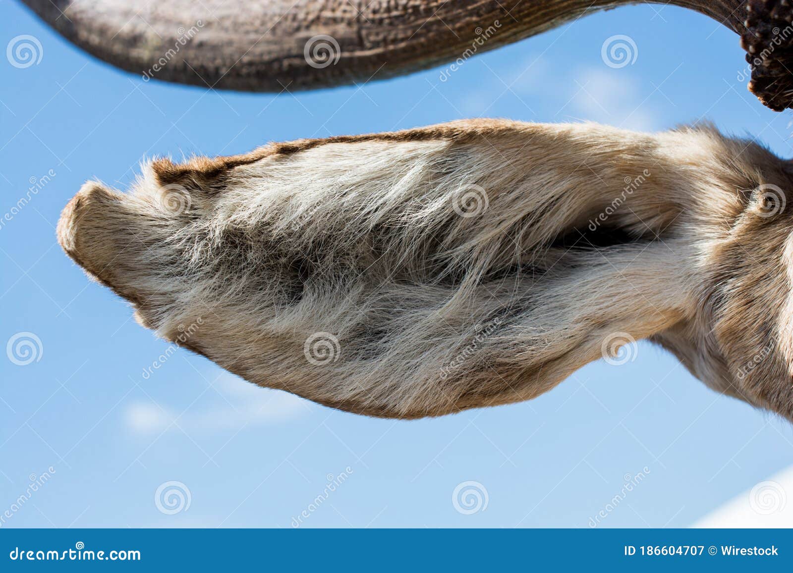 Closeup Shot of an Animal Ear and a Horn Stock Image - Image of closeup ...