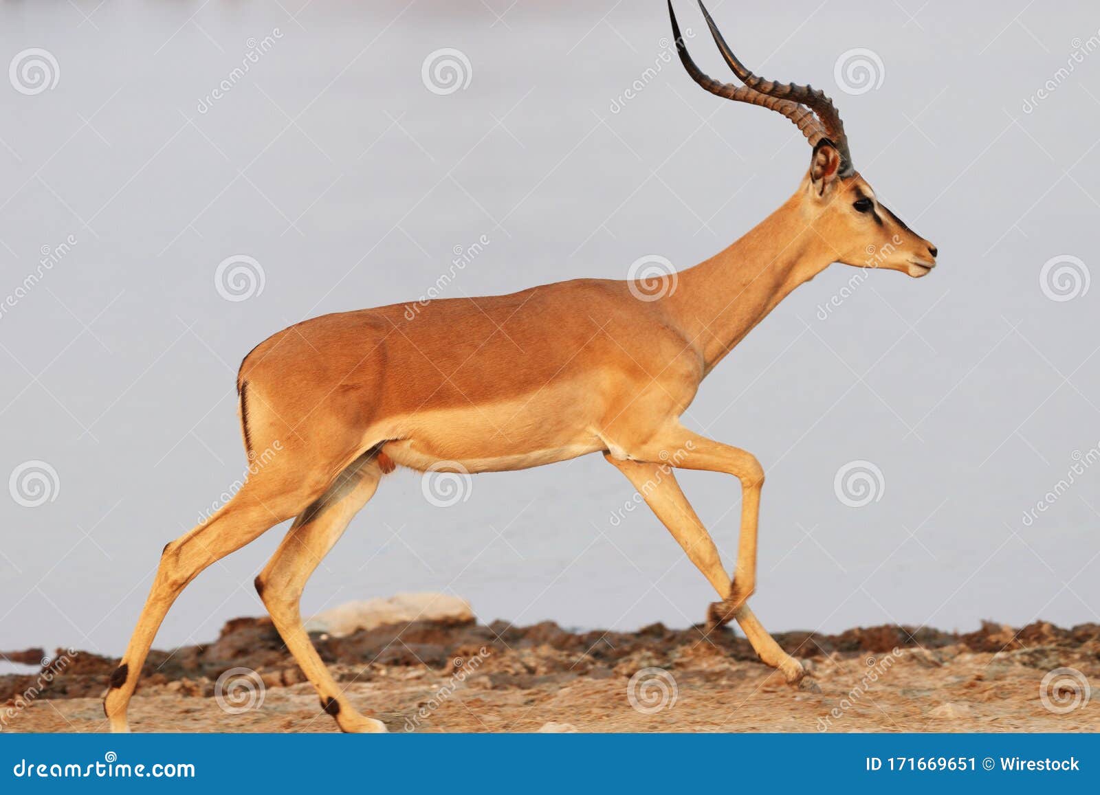 Antelope Running At High Speed. Very Dynamic Shot. Botswana. Okavango ...