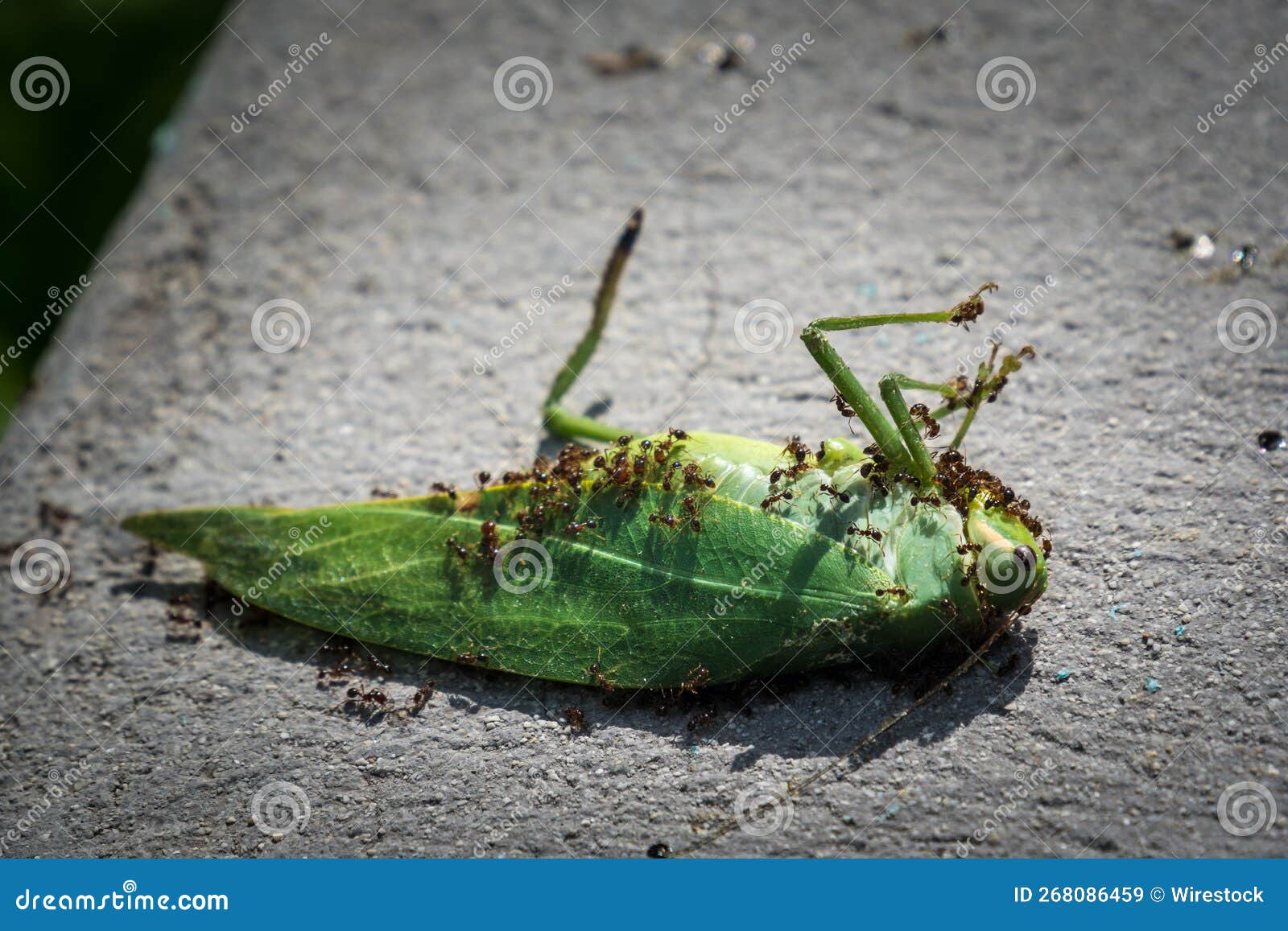 Ants Attacking A Cutworm Moth Caterpillar Stock Photo | CartoonDealer ...