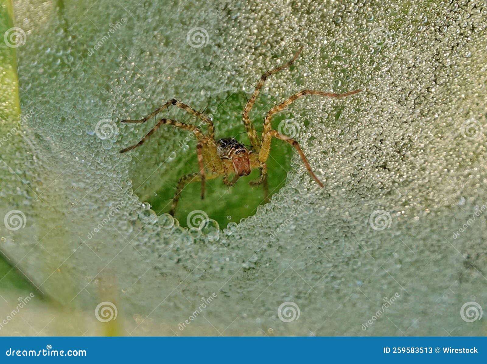 Closeup Shot of a Anyphaenid Sac Spider Standing in Its Web Bubbles on ...