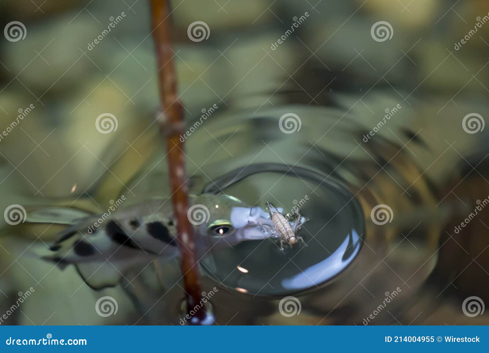Closeup Shot of an Archerfish Eating an Insect Stock Image - Image of ...