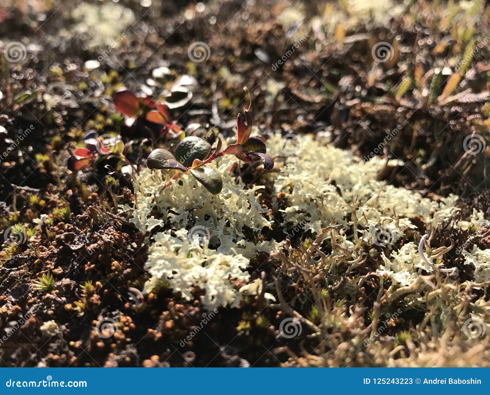 Arctic Moss Stock Photos - Download 3,703 Royalty Free Photos