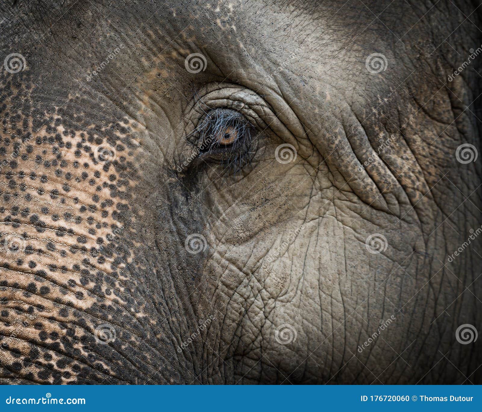 Closeup on elephant face stock photo. Image of elephant - 176720060