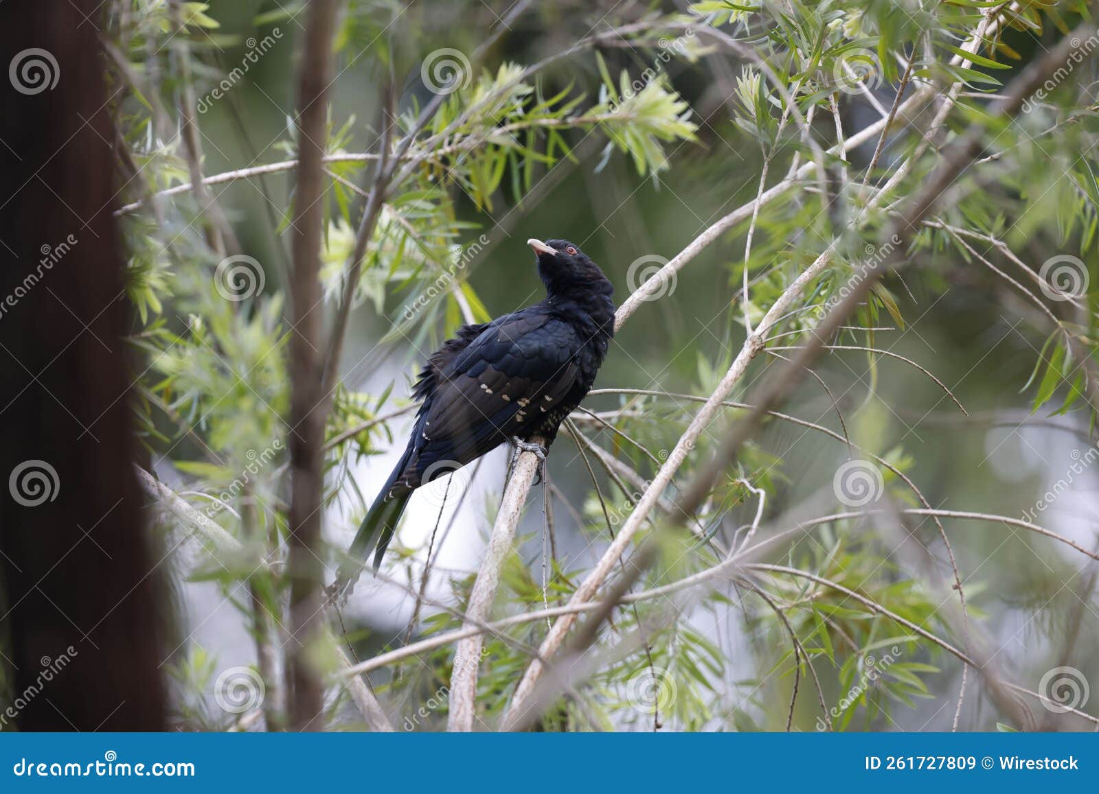 Closeup Shot of an Asian Koel Bird Stock Image - Image of asian ...