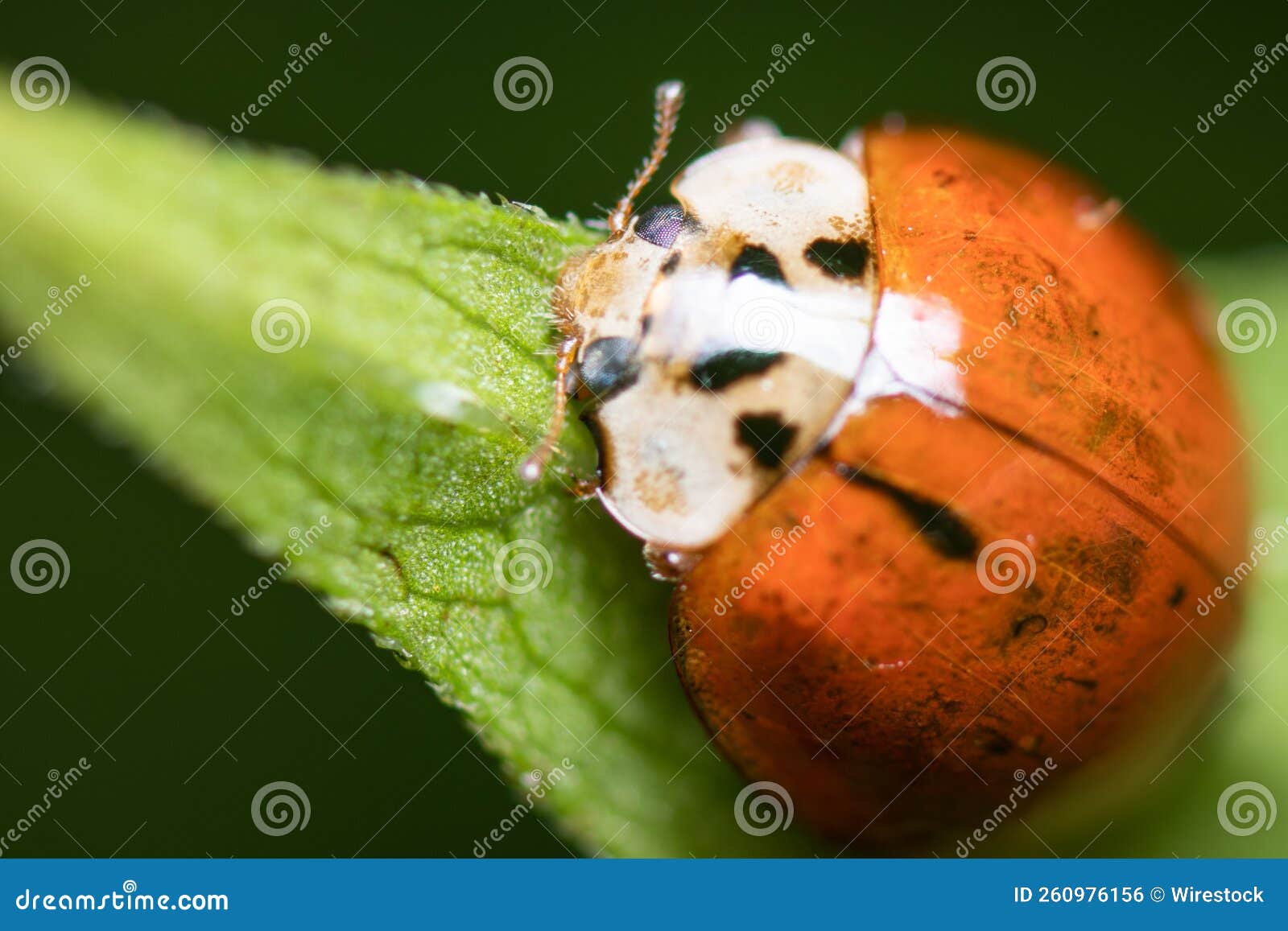 Closeup Shot of an Asian Lady Beetle on a Leaf Stock Photo - Image of ...