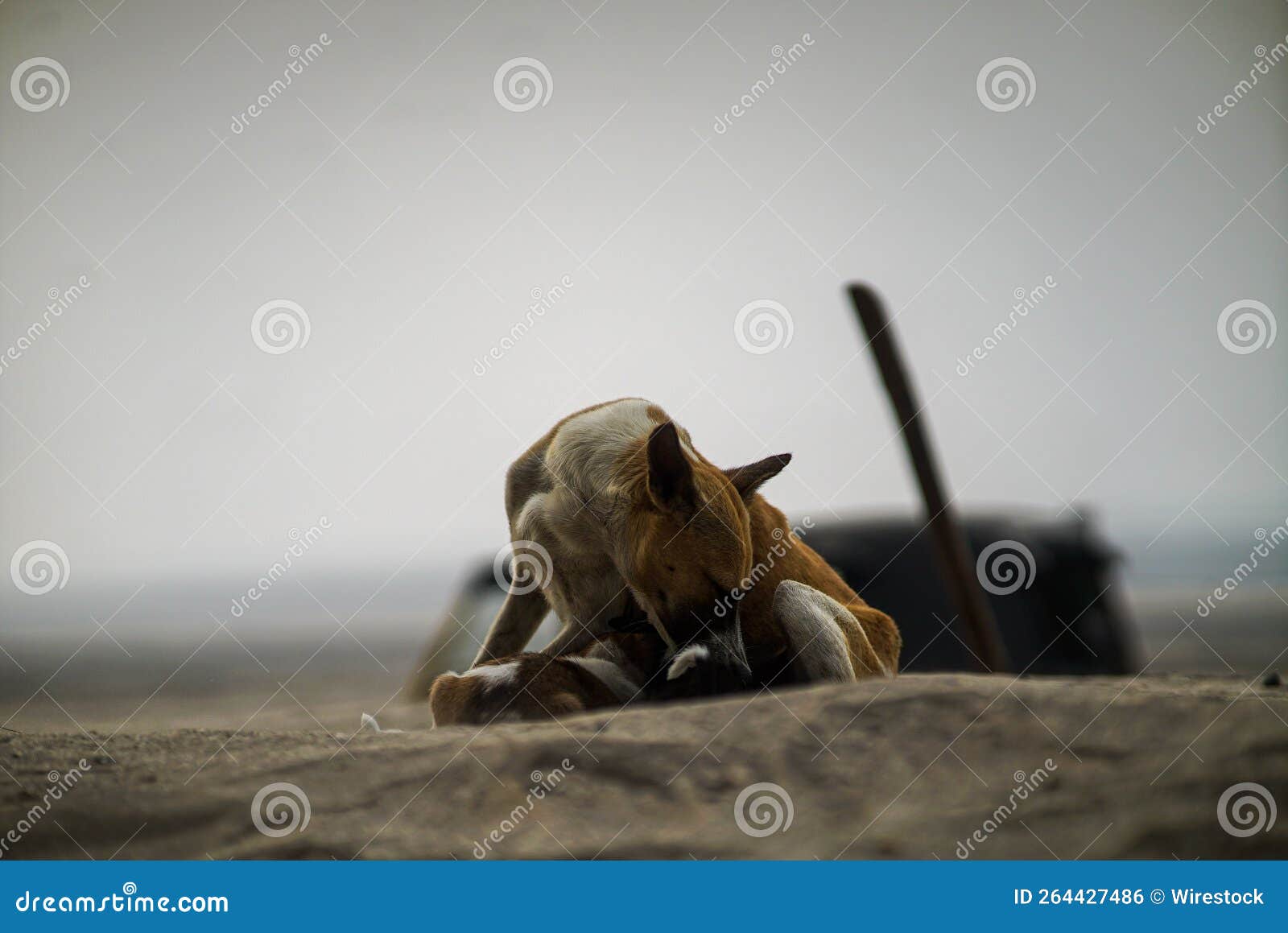Closeup Shot of an Aspin Dog Stock Photo - Image of cute, natural ...