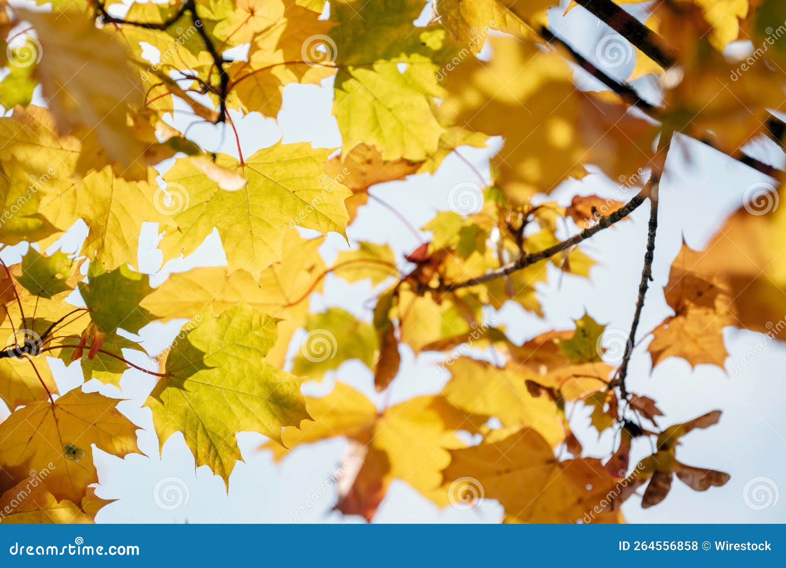Closeup Shot of Autumn Leaves on a Tree Branch Stock Photo - Image of ...